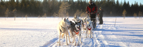Winter activities - Saija Lodge, Northeast Finland